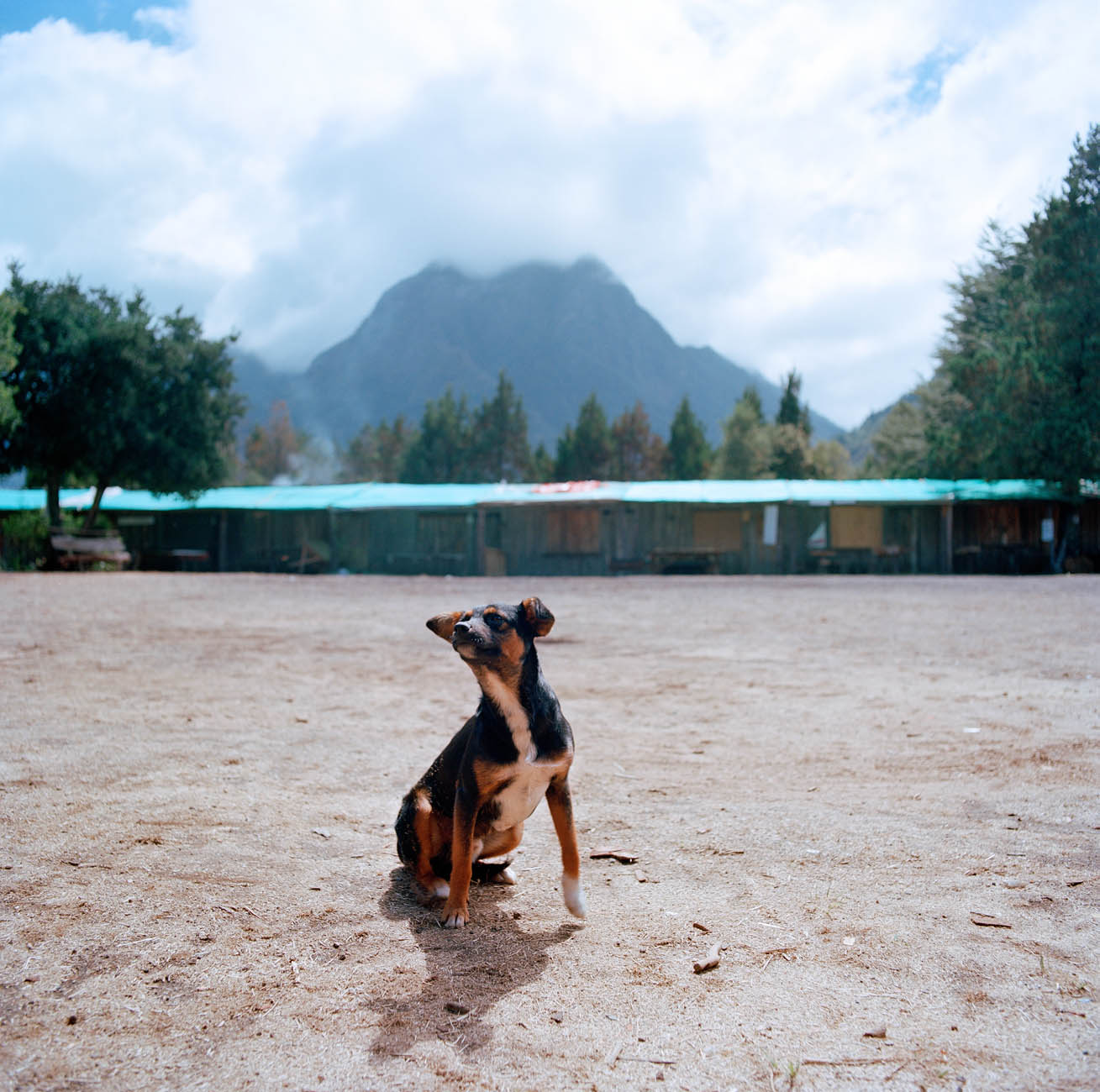 dog - Andrew Meredith